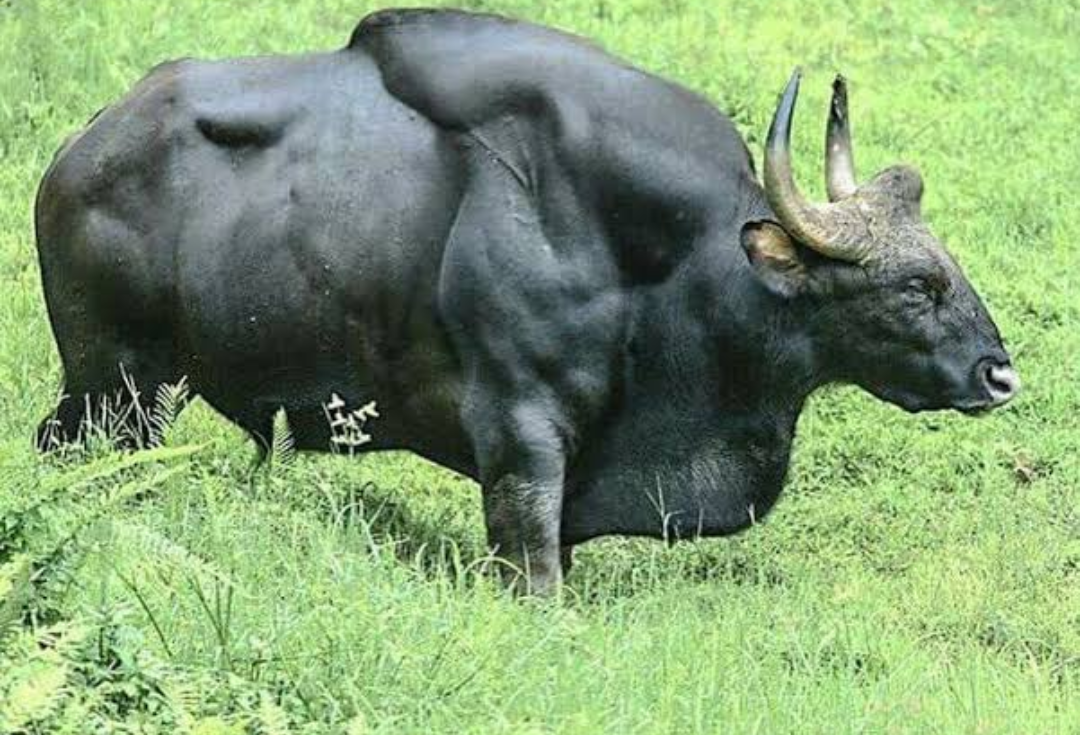 The Mighty Gaur: Lord of the Asian Forests - Knowaboutbullying